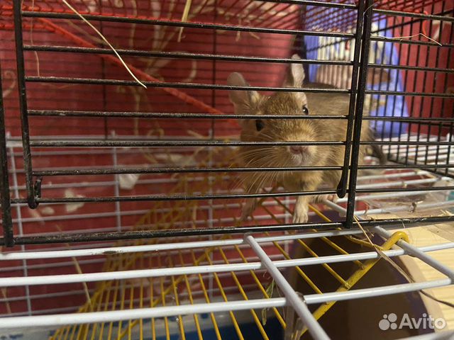 Чилийская белка дегу