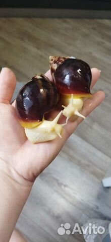 Улитки ахатины бесплатно