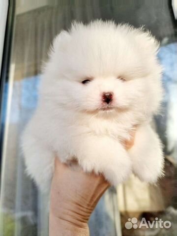 Шикарный шпицулька мини