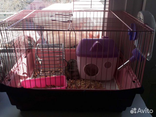 Хомяк с клеткой