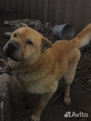 Помесь шарпея