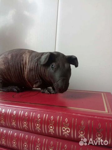 Морская свинка болдуин