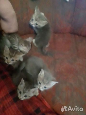Шотландские котята