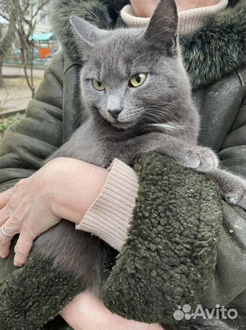Русская голубая фенотип