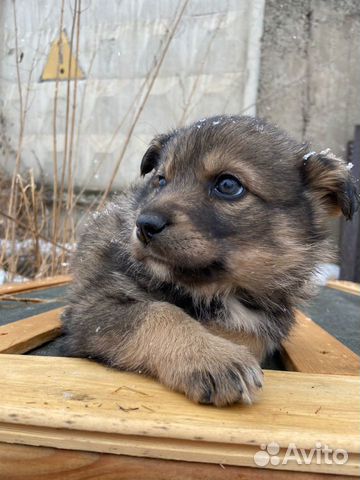 Щенок