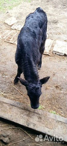 Телёнок. Бычок