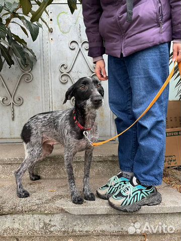 Собака дратхаар