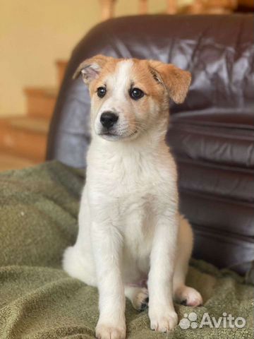 Рич ищет дом