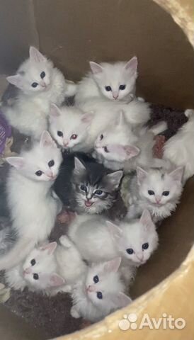 Котенок турецкий ангорец (белый, серый)