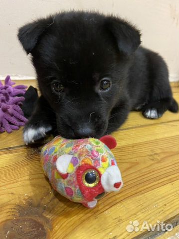 Щенок хаски помесь