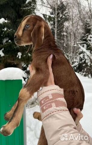 Козочка нубийская