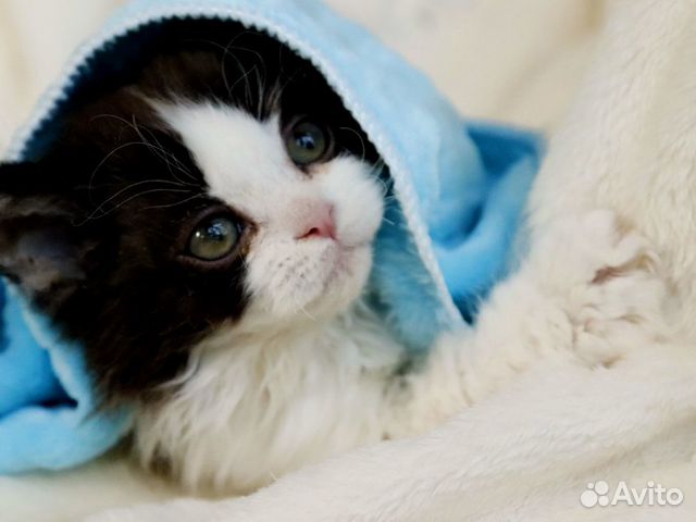 Котята селкирк рекс
