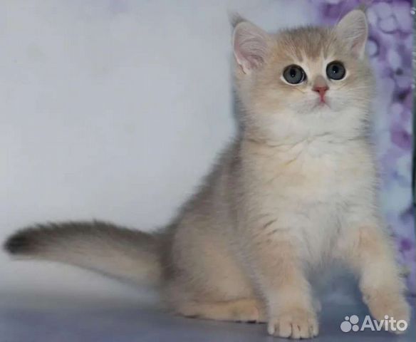 Шотландский котик