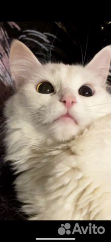 Ангорская кошка для вязки