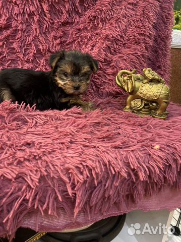 Малышка йорка