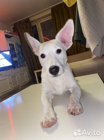 Отдам в добрые руки джек рассел 1 год будет 20 мая