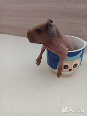 Морская свинка скинни