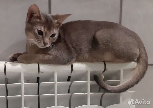 Абиссинская кошка продам