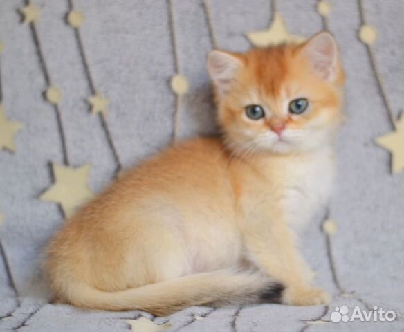 Кошечка девочка золотистая