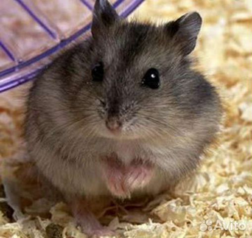 Джунгарский хомяк