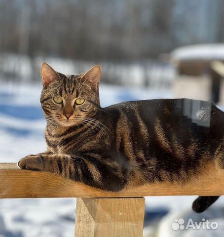 Полосатая кошка Шина