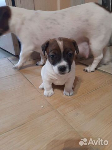 Щенки джек Рассел терьер