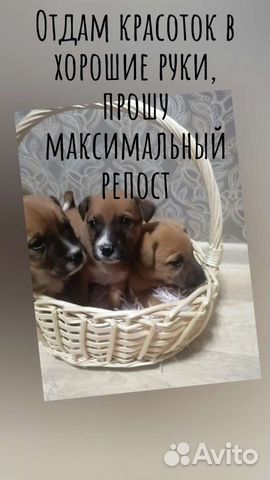 Отдам бесплатно щенки