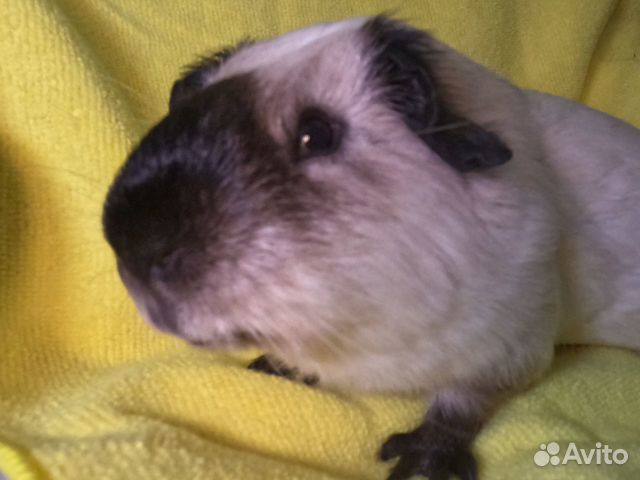 Морская свинка калифорния