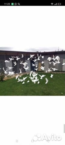 Голуби почтовые чехи