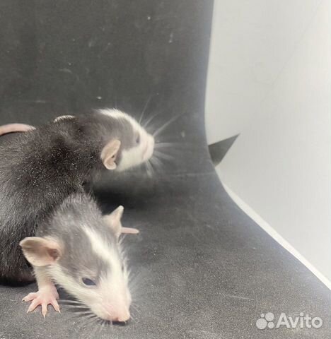 Крысята дамбо