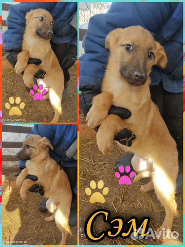 Щенок в добрые руки