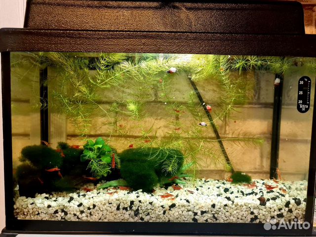 Креветка Вишня