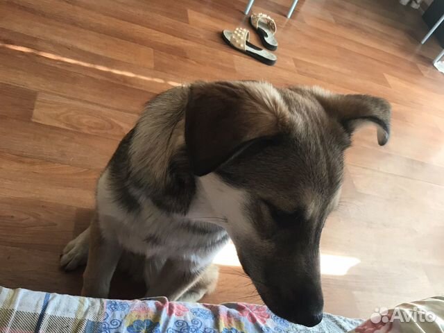 Собачка в добрые руки, смесь хаска-овчарка 5 мес