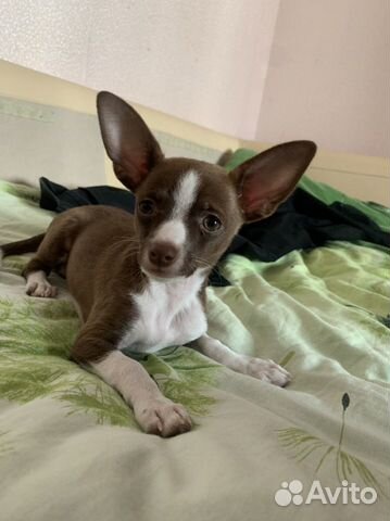 Щенок Чихуахуа