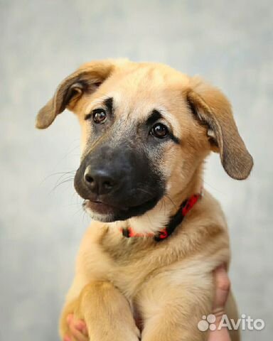 Щенок ищет семью