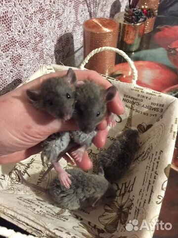 Малыши девочки дамбо рекс кудрявые ушастики