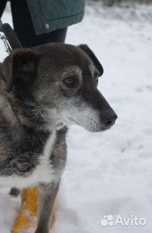 Собака в добрые руки