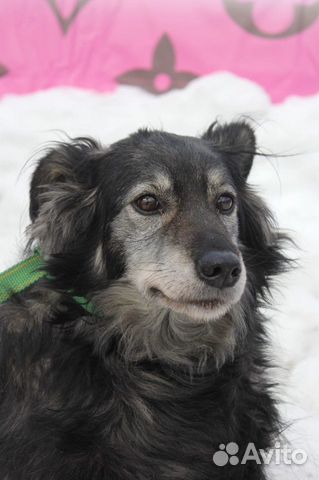 Алиса из приюта ждёт своего человека