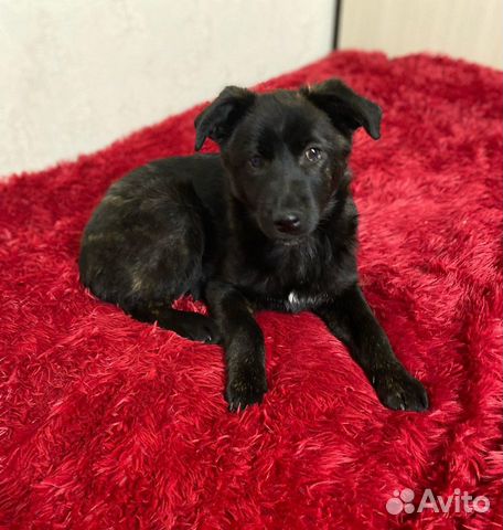 Щенок в добрые руки