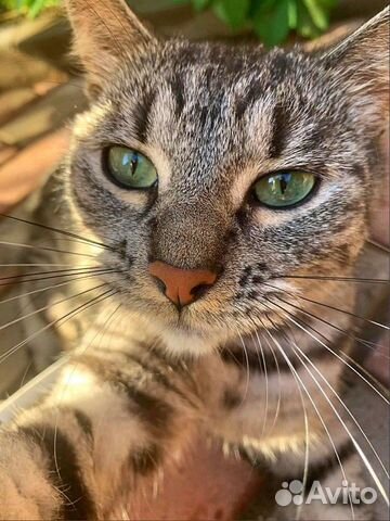 Шикарный пацан