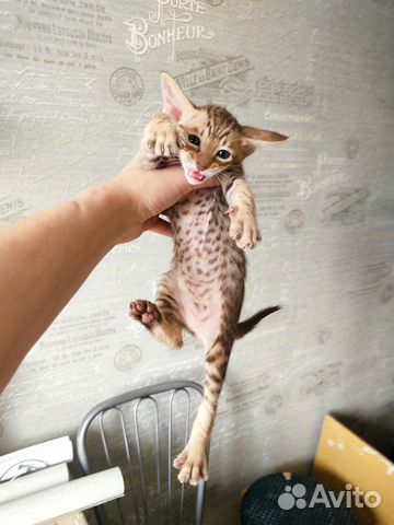 Ориентальные котята