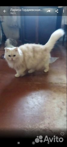 Котофей в добрые руки