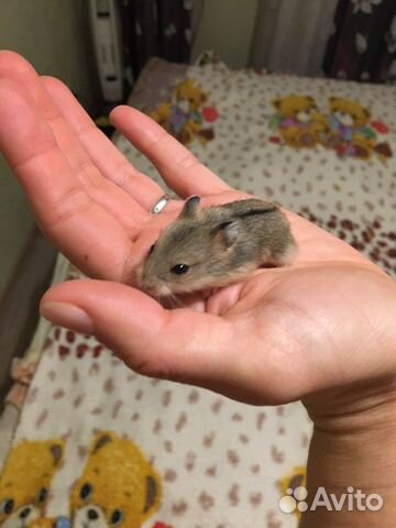 Джунгарский хомяк