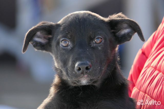 Щенок метис