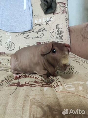 Морская свинка с клеткой