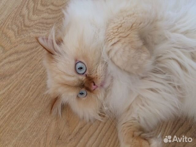 Котята в добрые руки бесплатно