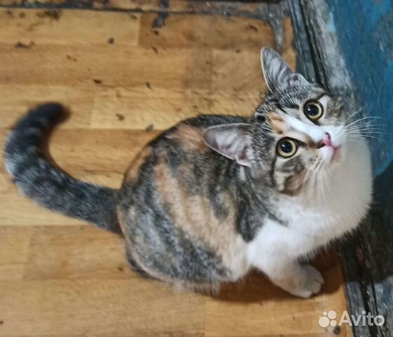 Кошечка в добрые руки