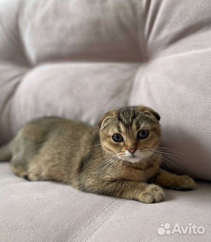 Шотландская вислоухая кошка