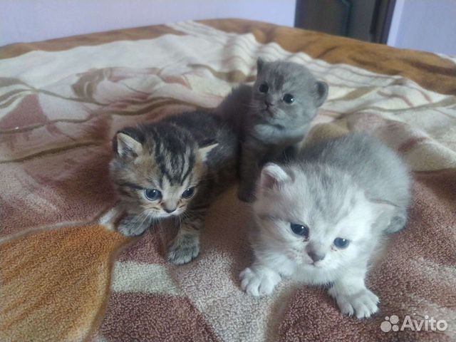 Британские котята