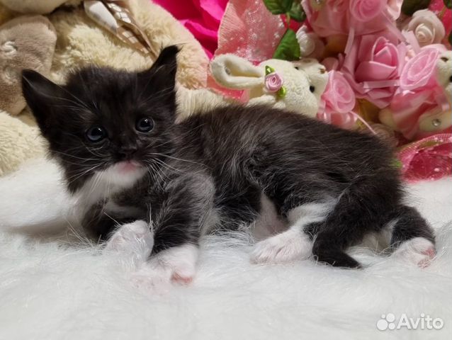 Отдам котика Бусю в хорошие руки